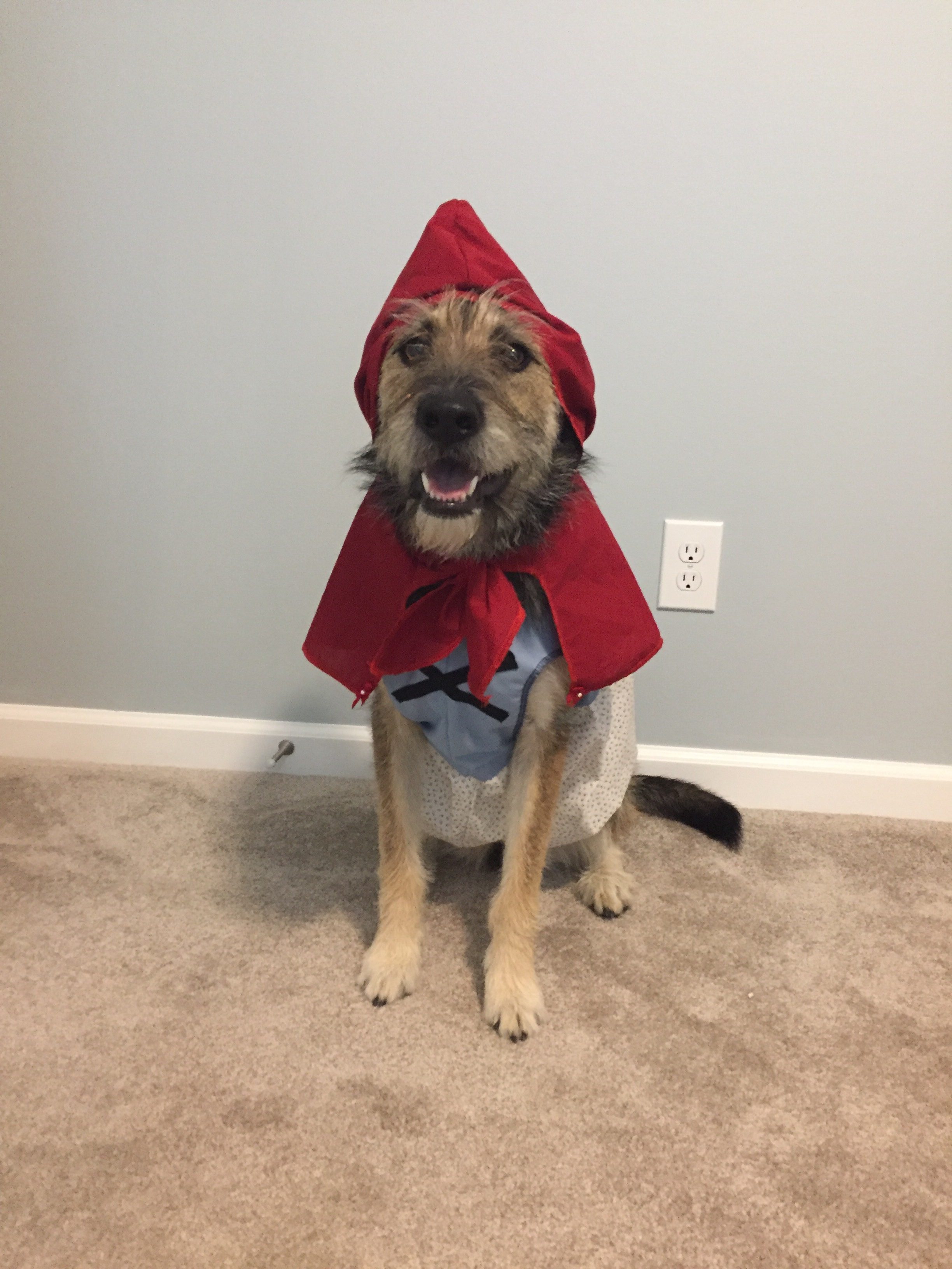 Little Red Riding Hood Dog Costume – Shaunart.net